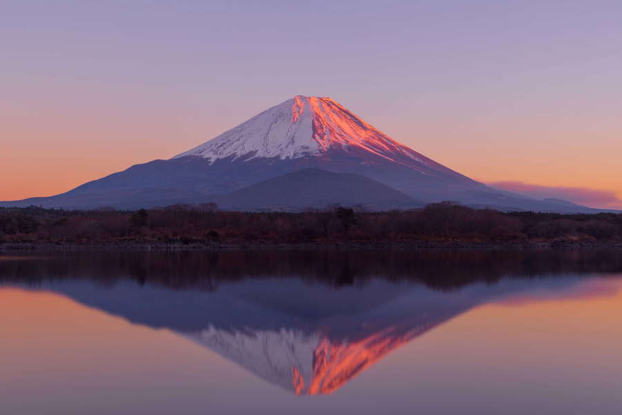 撮りたての花や風景の写真